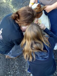 How to Draw Blood from a Goat - Goat Journal